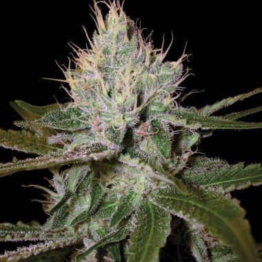 Double Berry | Buy Fruitilicious Feminized Seeds for Less Today!