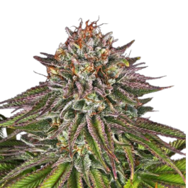Triple Cheese Feminized Seeds by Barneys Farm Cannabis Seeds